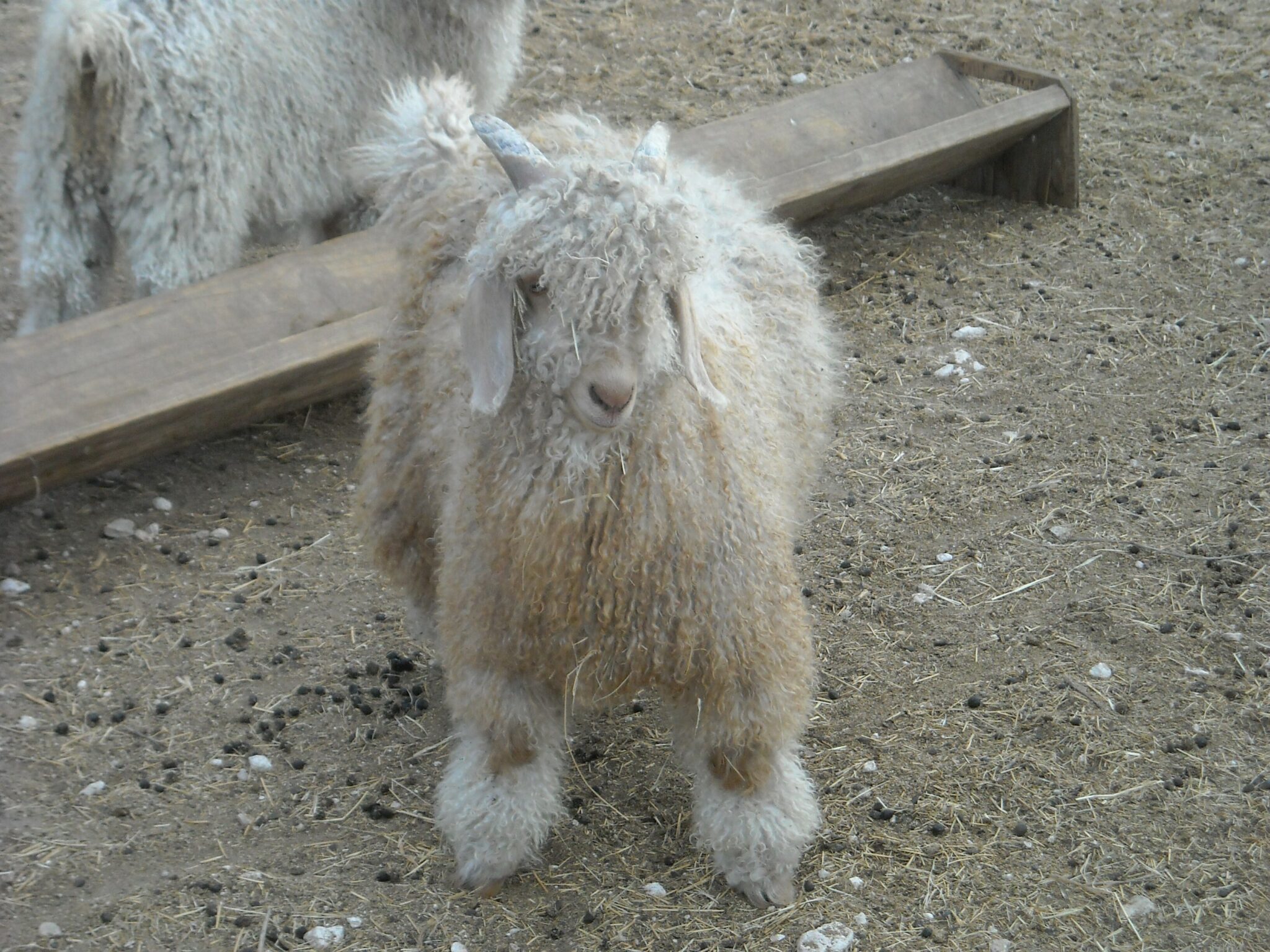 Pictures of Colored Angora Goats - cagba.org